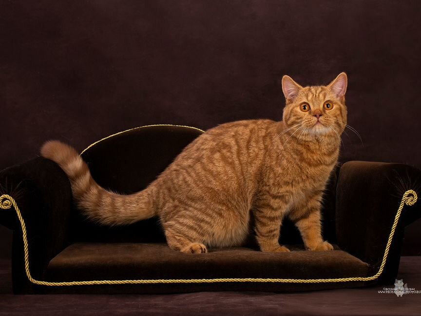 Шотландские прямоухие котята