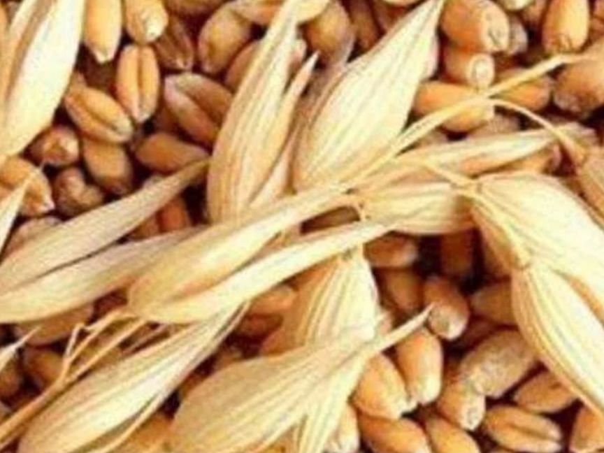 Пшеница, кукуруза, ячмень