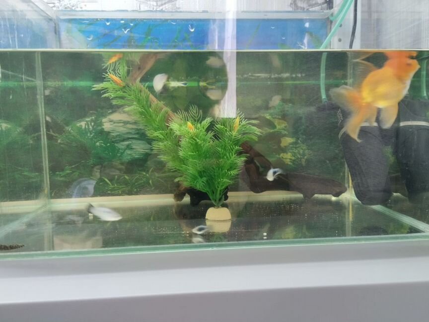 Рыбы и аквариум