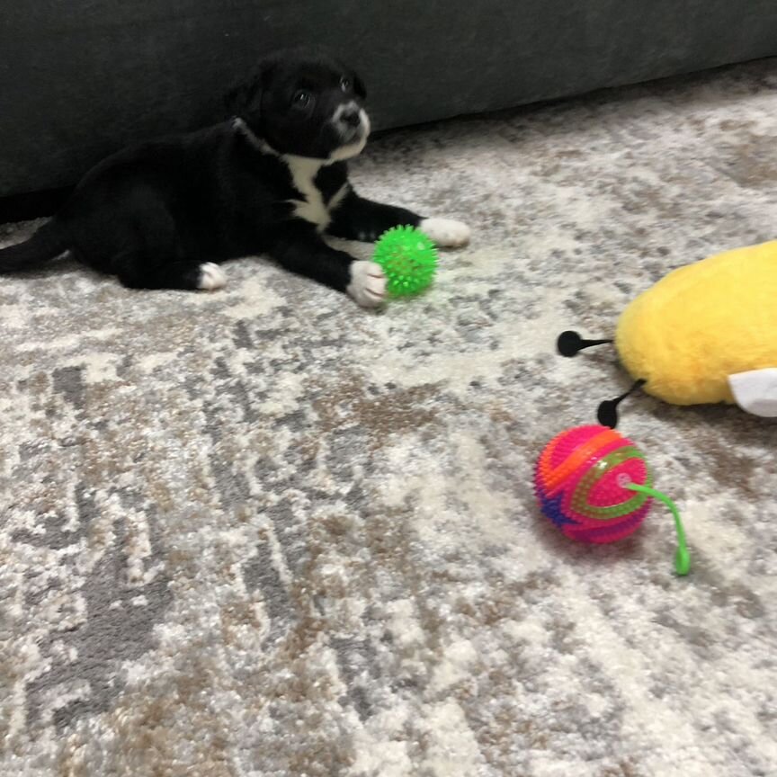 Лабрадор-ретривер, щенок