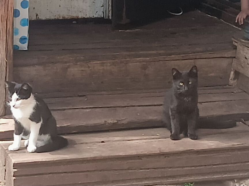 Котята в добрые руки