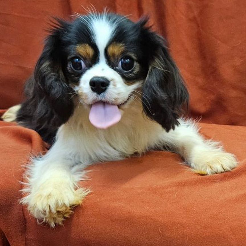 Кавалер кинг-чарльз-спаниель, щенок