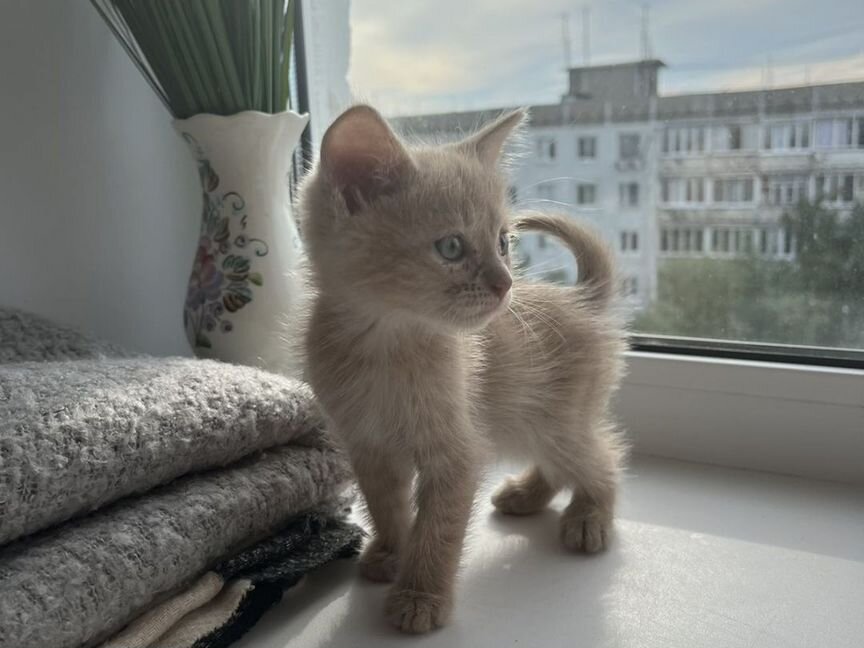 Котята бесплатно в добрые руки