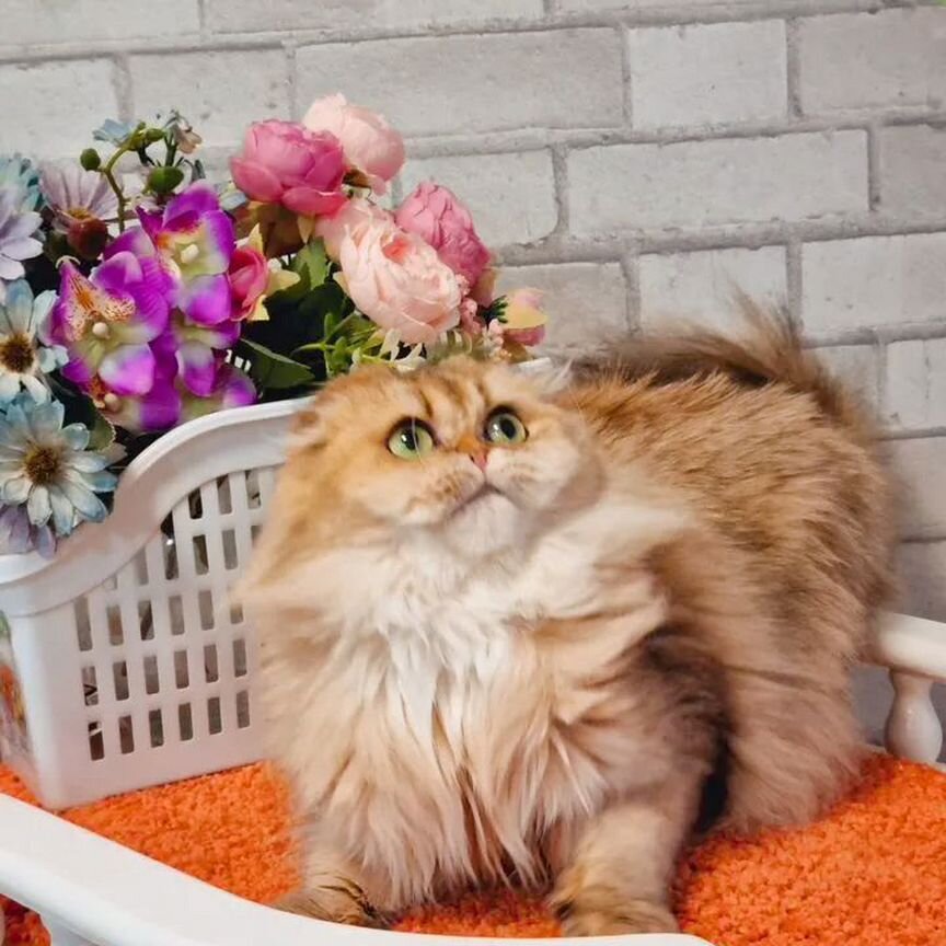 Шотландская Скоттиш Фолд Хайленд SFLny25