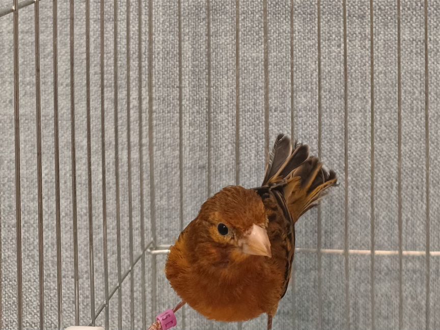 Кенары и канарейки