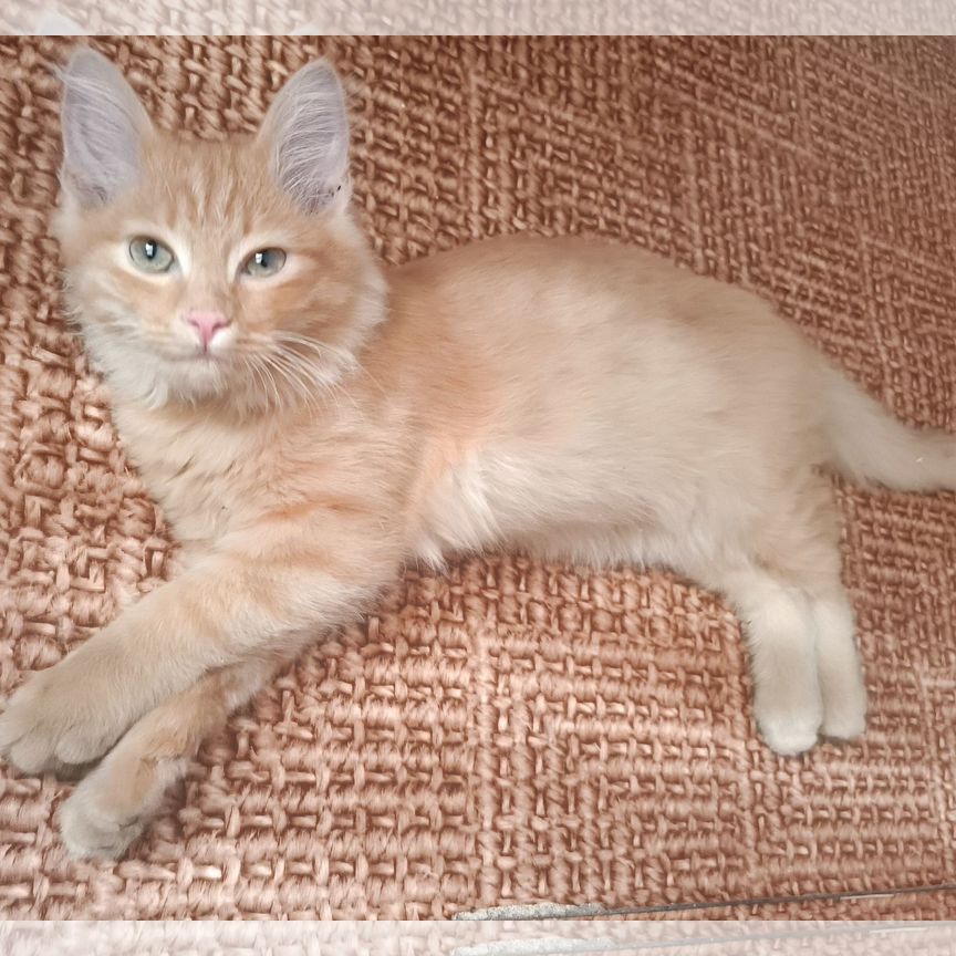 Котёнок в добрые руки