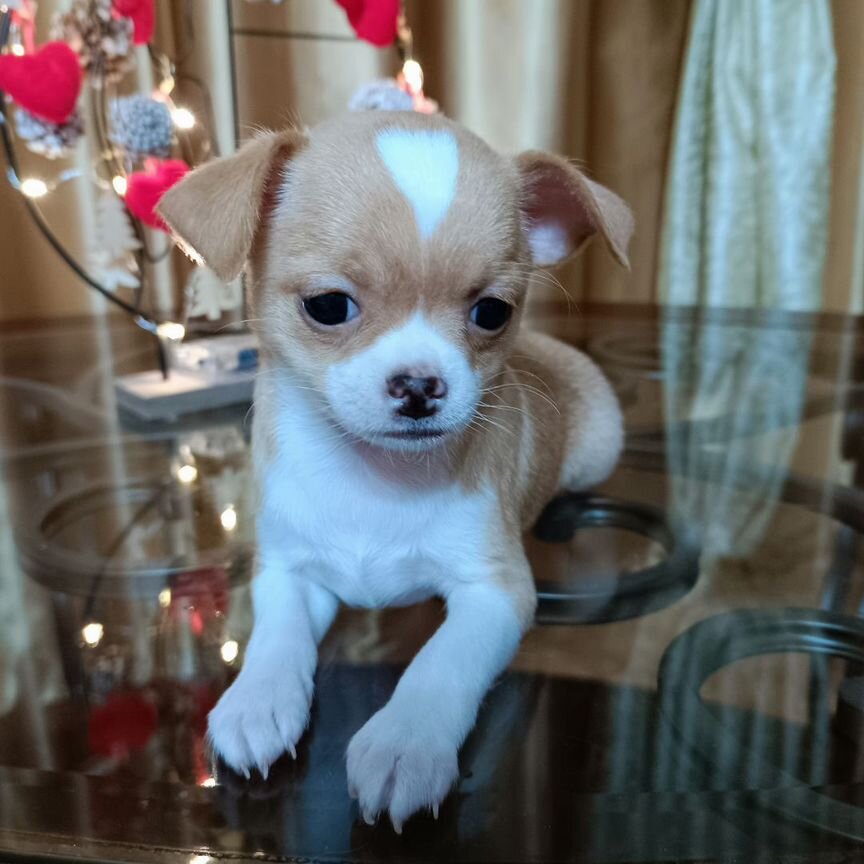 Щенки чихуахуа девочка Метрика скор, Чип, клеймо