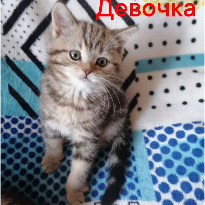 Шотландский прямоухий короткошёрстный котёнок