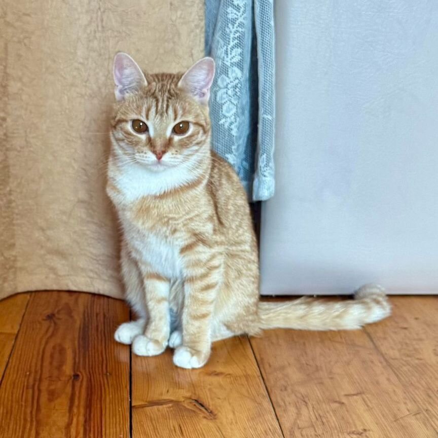 Котенок с терракотовыми глазами