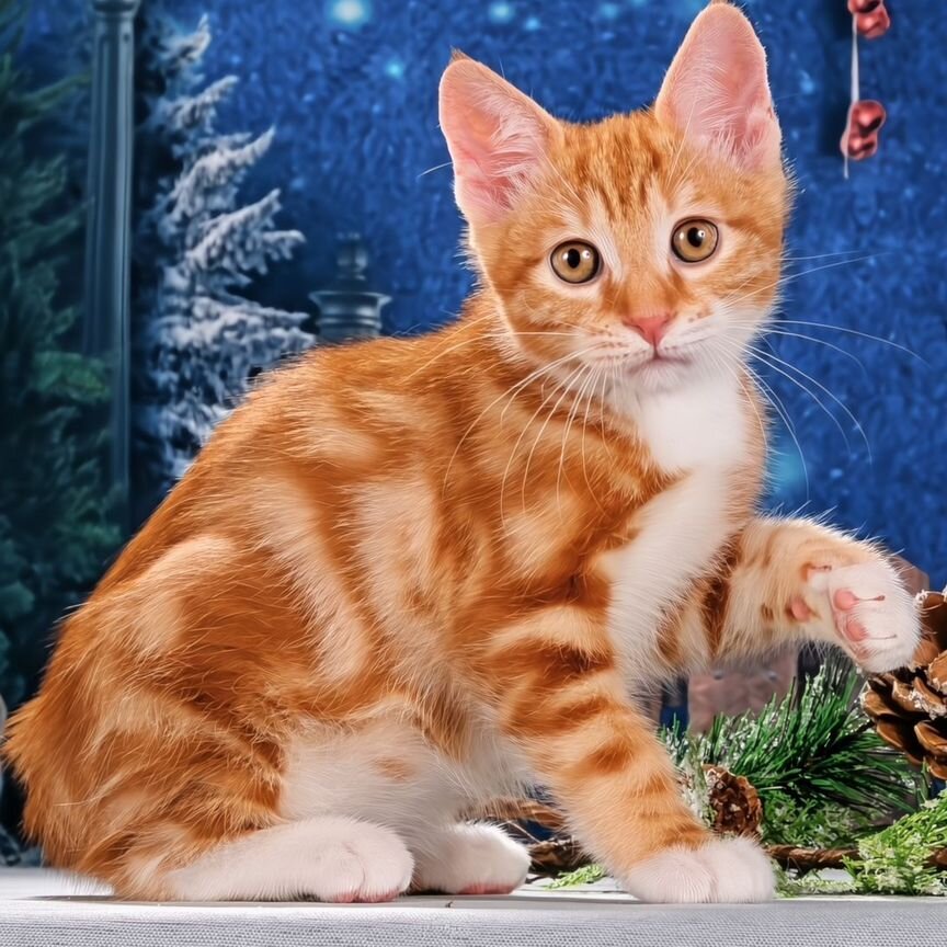 Курильский бобтейл короткошёрстный котёнок