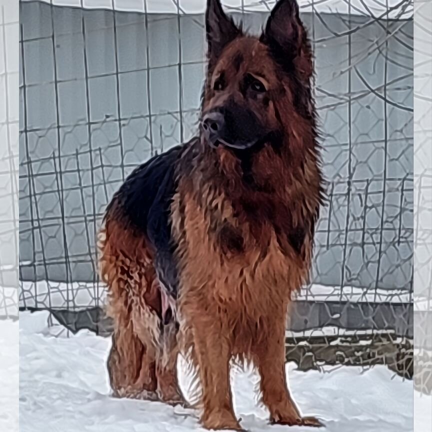 Немецкая овчарка, щенок