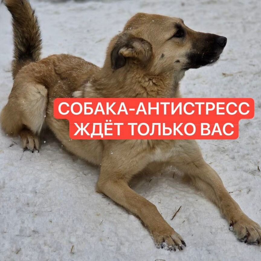 Взрослая собака в добрые руки