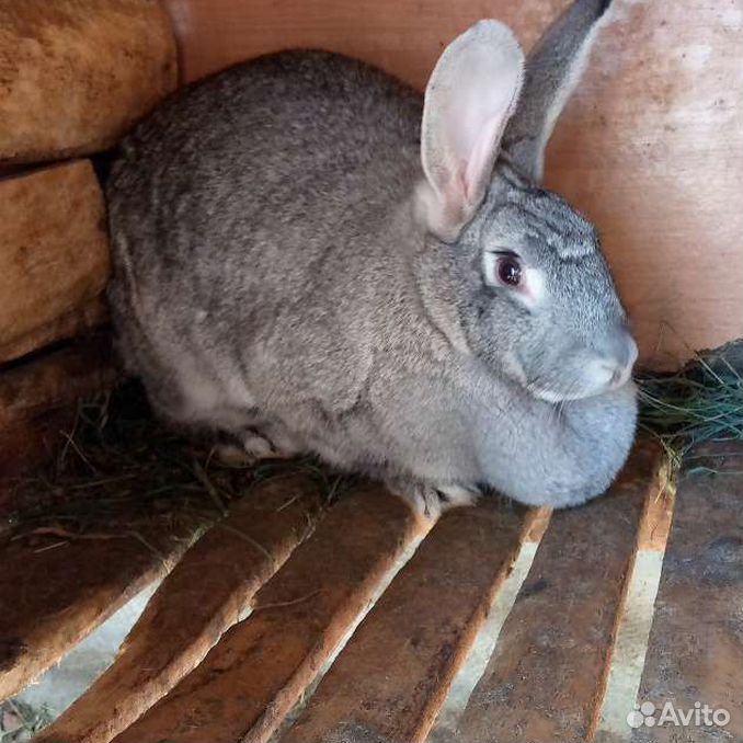 Кролики шиншилла с серым великаном