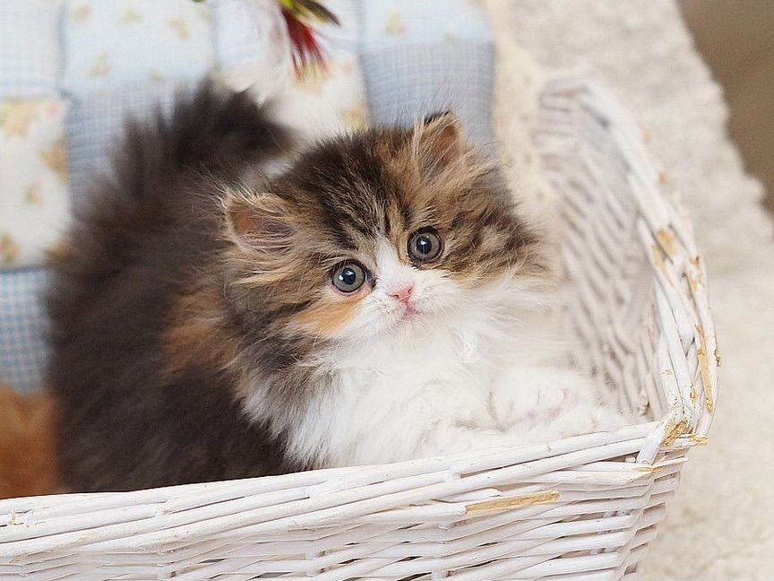 Шотландские котята черпаховая девочка