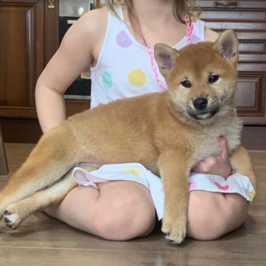 Сиба ину щенки