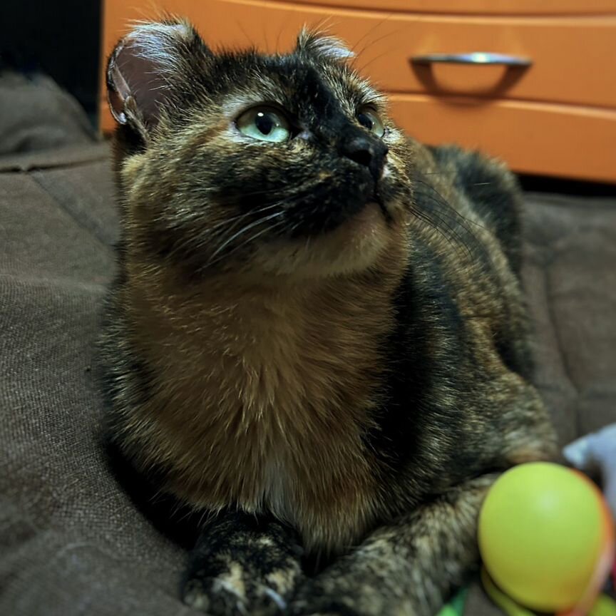 Кошка