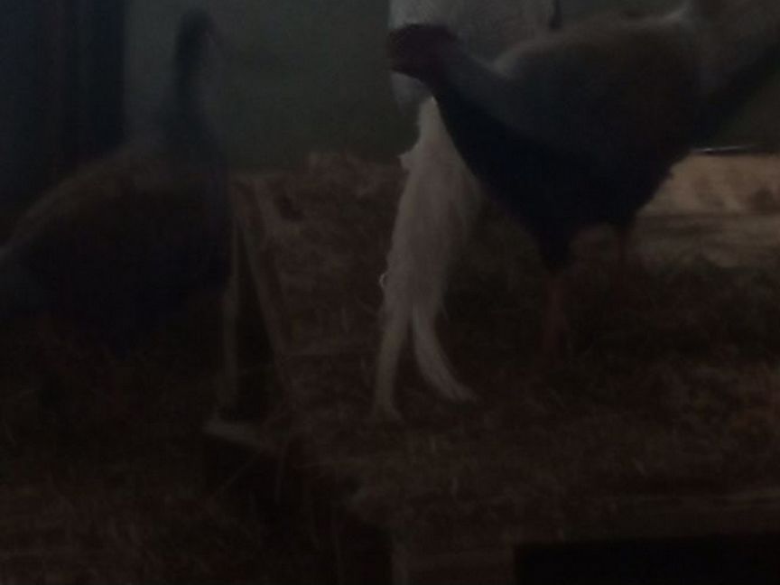 Серебристые фазаны