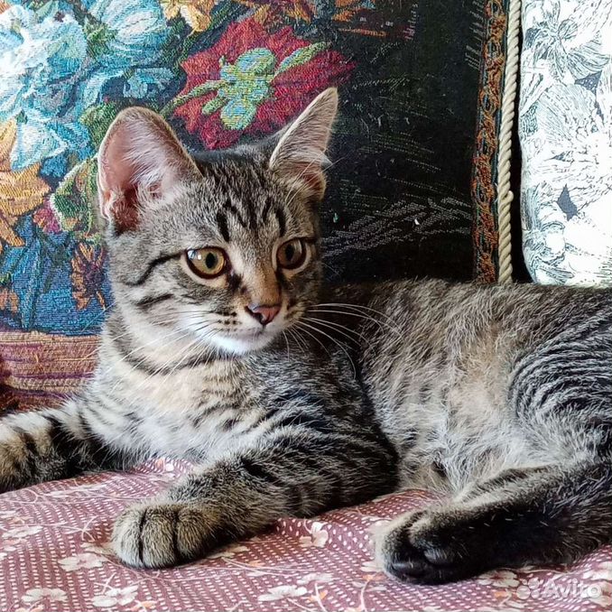 Котенок Бусик, 3,5месяца в добрые руки