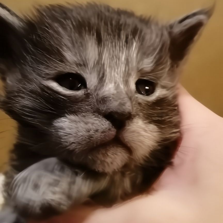 Мейн-кун котёнок