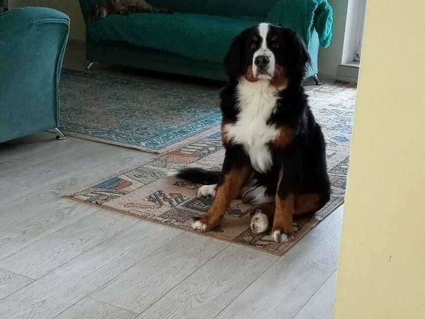 Бернский зенненхунд в добрые руки