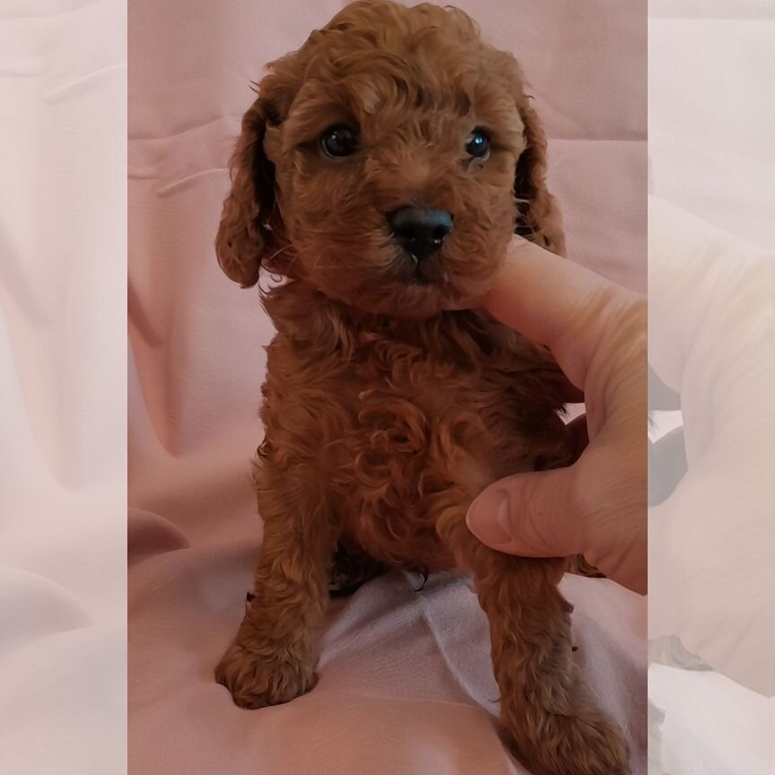 Той-пудель, щенок