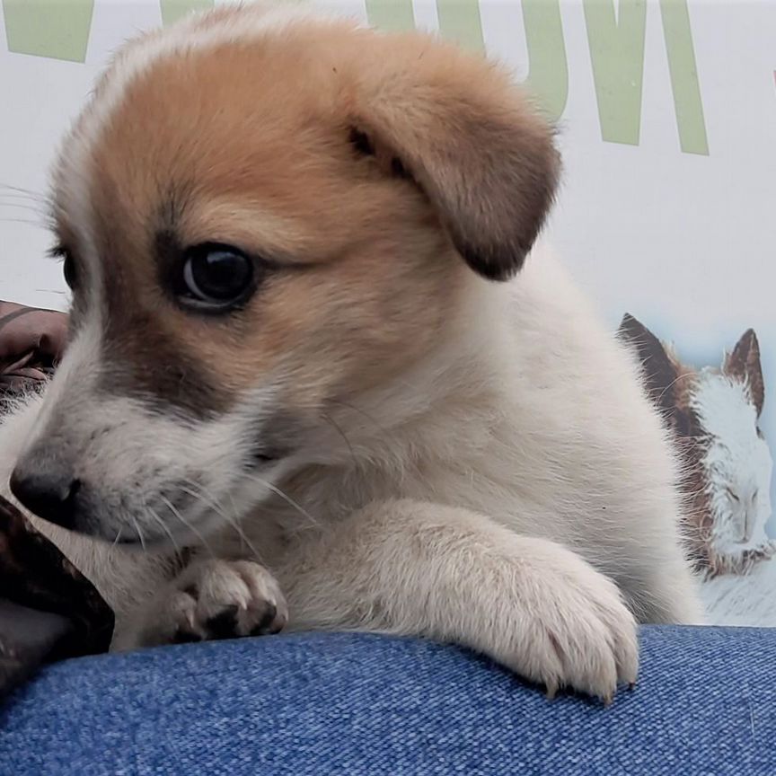 Милый щенок (девочка, 1,5мес.)