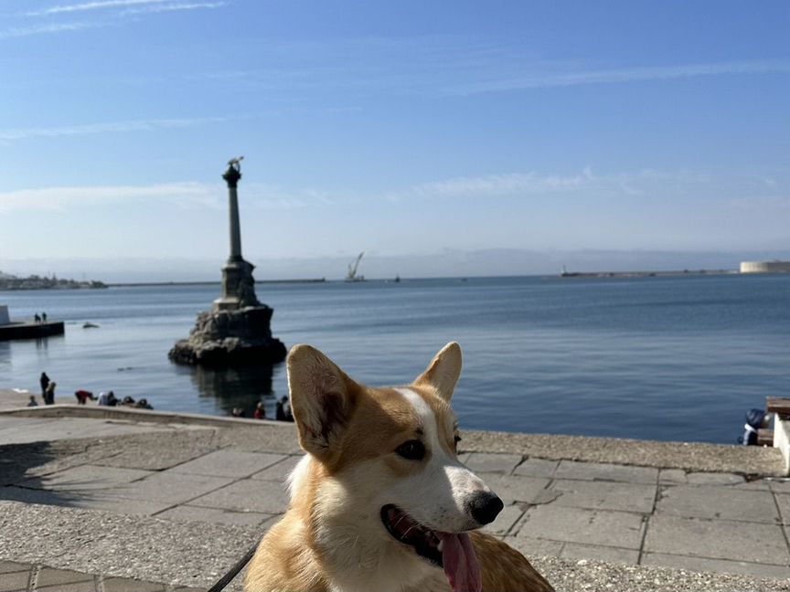 Корги кобель вязка