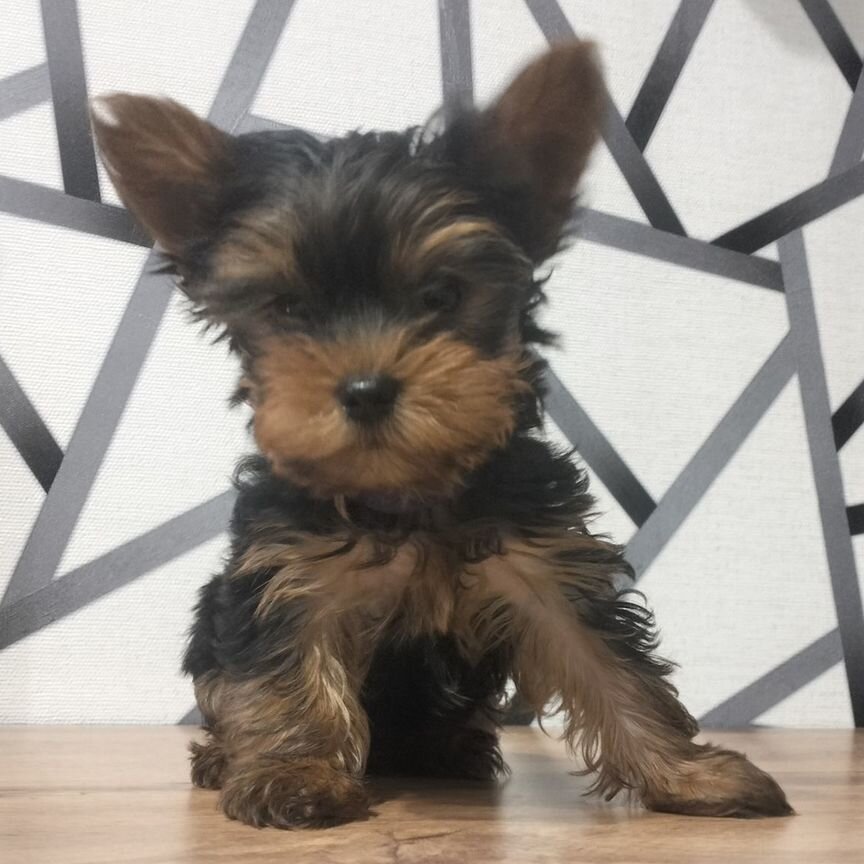 Йоркширский терьер, щенок