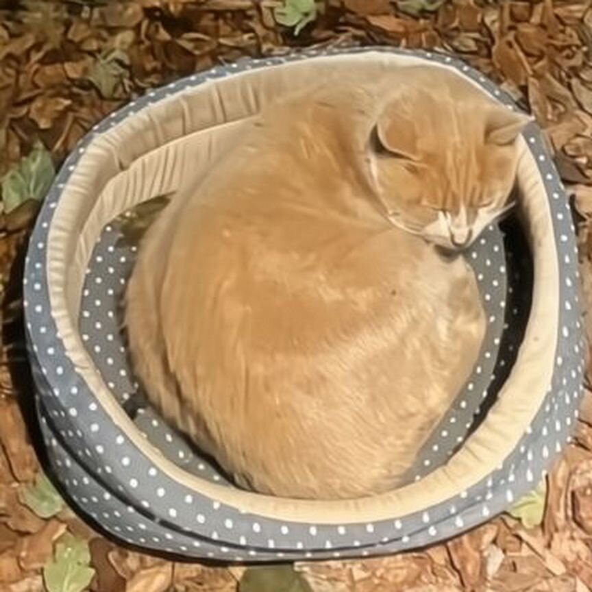 Взрослый кот в добрые руки