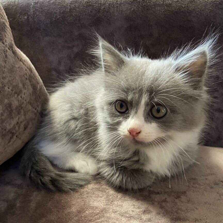 Котенок тимофей