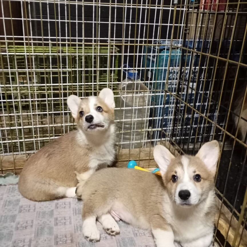 Щенки вельш-корги пемброк