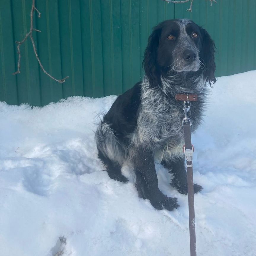 Русский спаниель