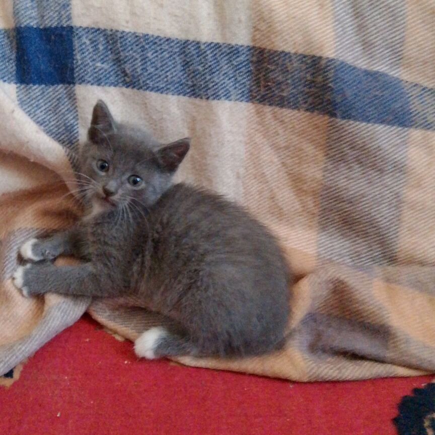 Котёнок в добрые руки