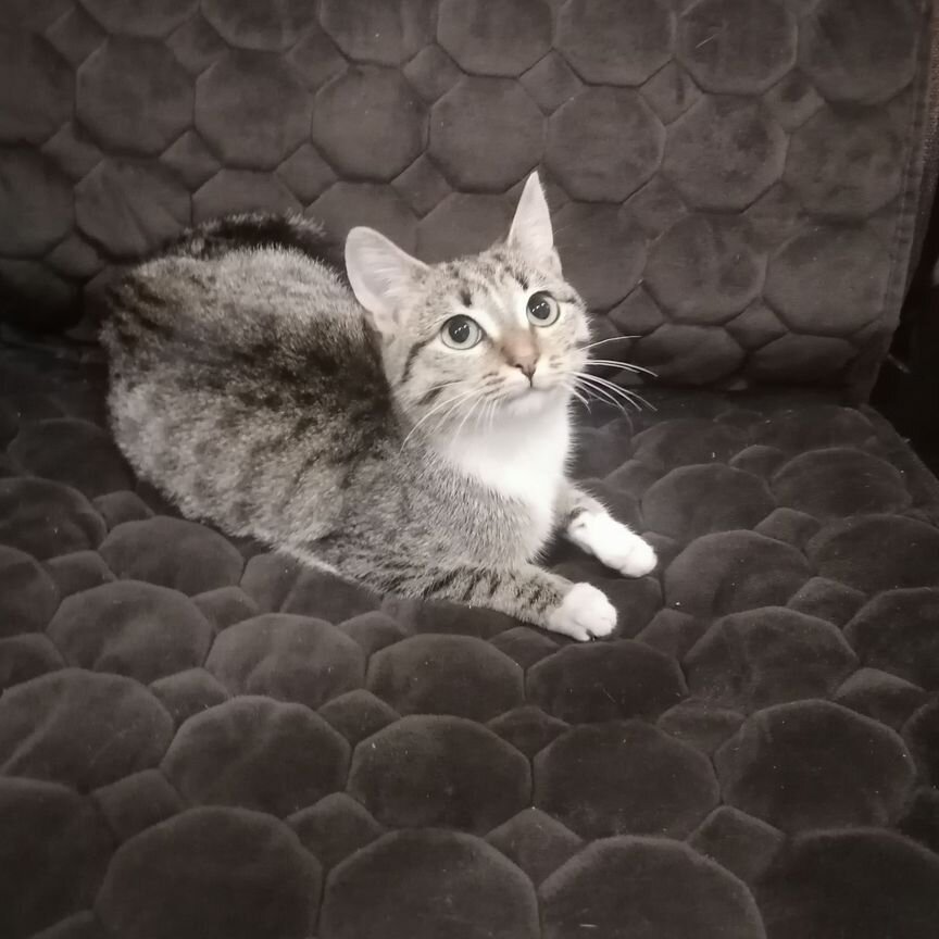 Котята в добрые руки бесплатно