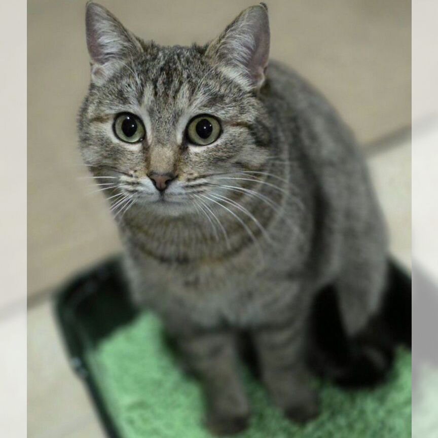 Взрослая, кошка в добрые руки