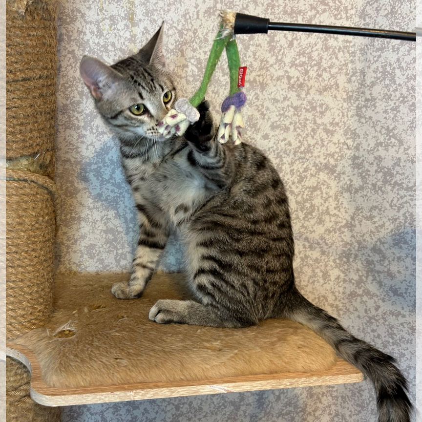 Европейский короткошёрстный котёнок