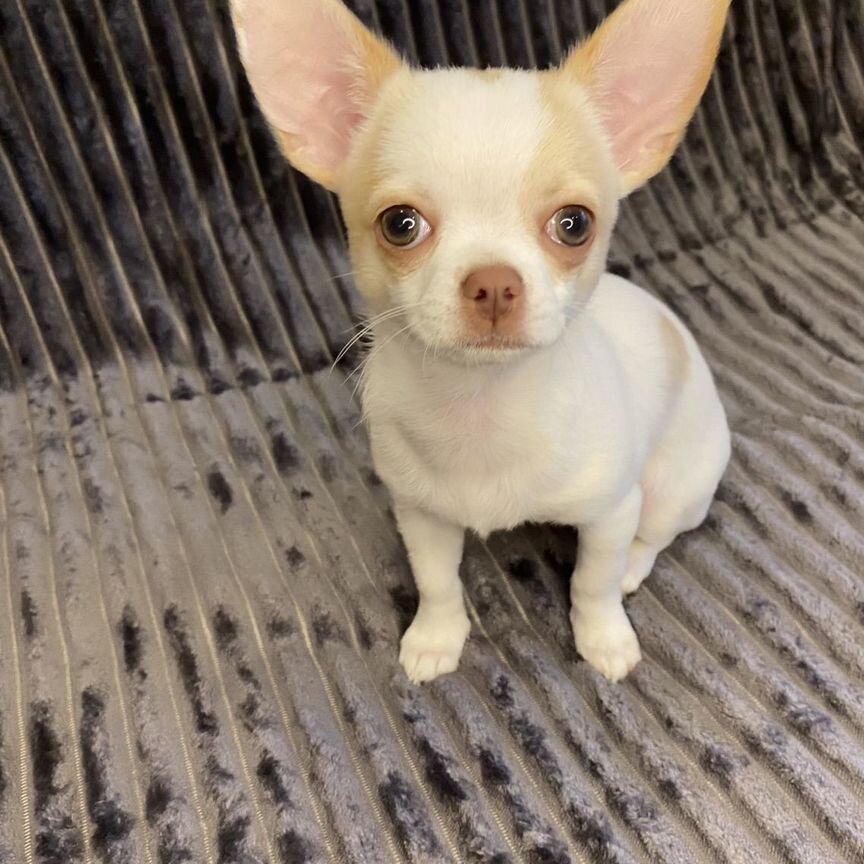Чихуахуа малышка