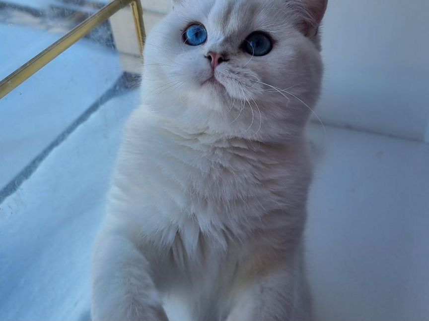 Голубоглазая шиншилла