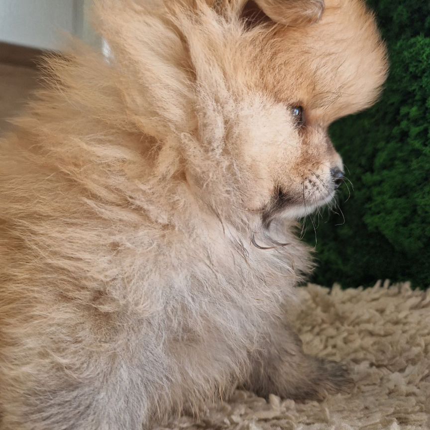 Шпиц 2мес продается