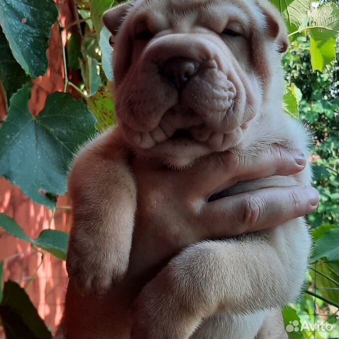 Щенки Щарпей