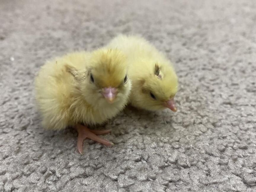 Перепела суточные