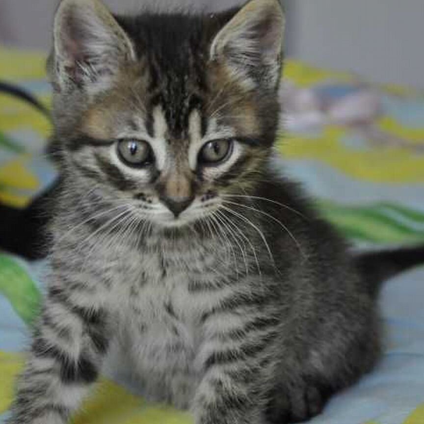 Котята крысоловы