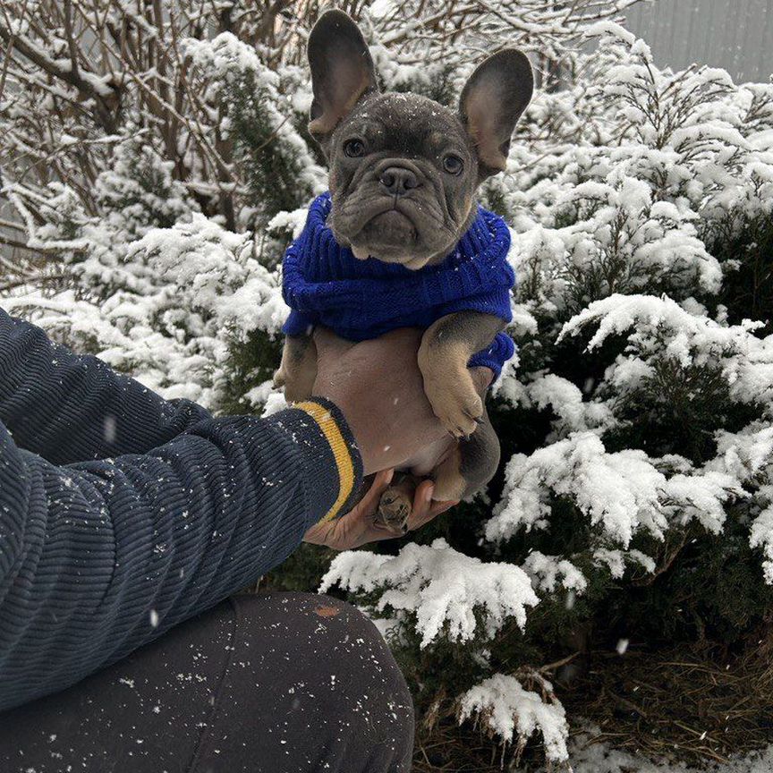 Французский бульдог, щенок