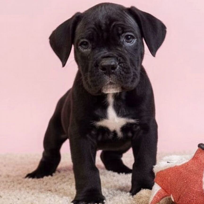 Кане-корсо, щенок