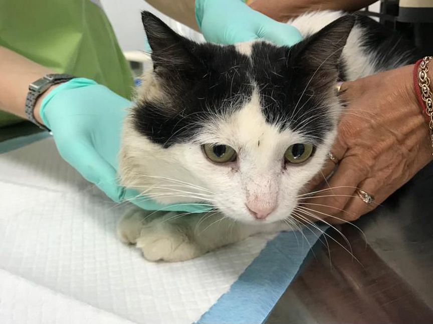 Коту нужен дом или передержка после операции