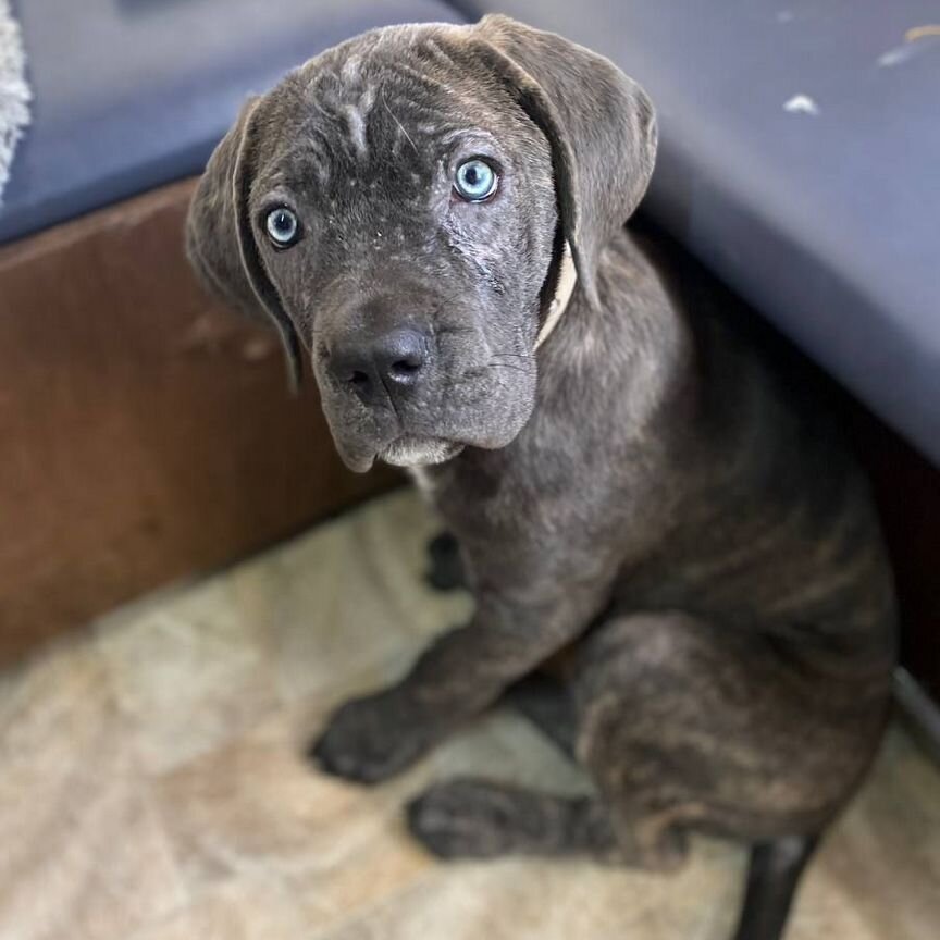 Кане-корсо, щенок