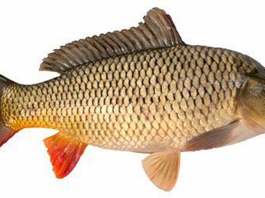 Комбикорм для рыб