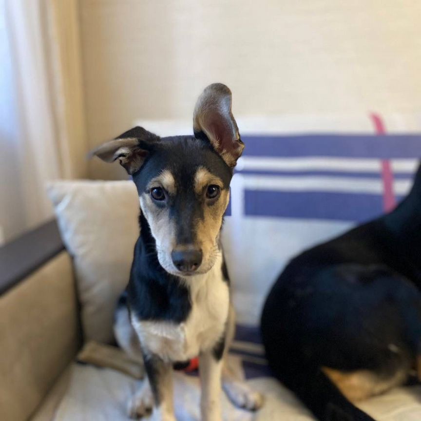 Щенок в добрые руки