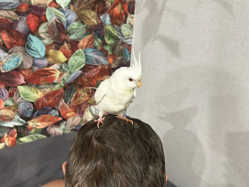 Попугай корелла (альбинос )с клеткой