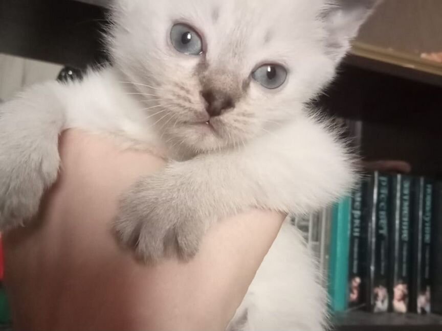 Тайский котенок, мальчик, 1.5 мес